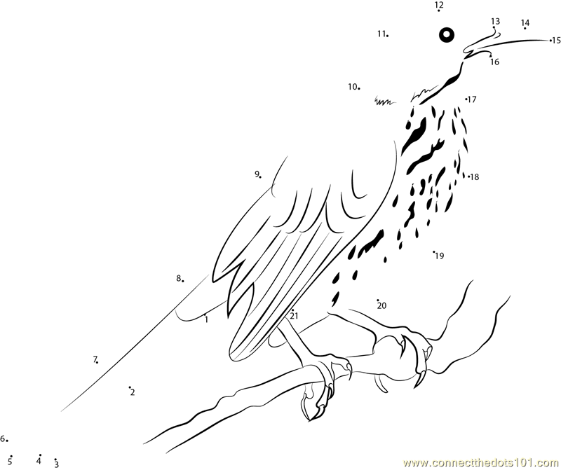 Bird Brown Thrasher Coloring Page Coloring Pages