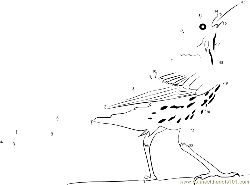 Bird Brown Thrasher Coloring Page Coloring Pages
